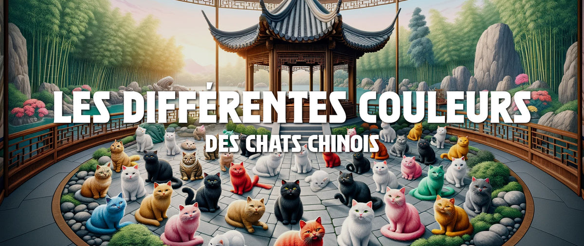 Les différentes Couleurs des Chats Chinois